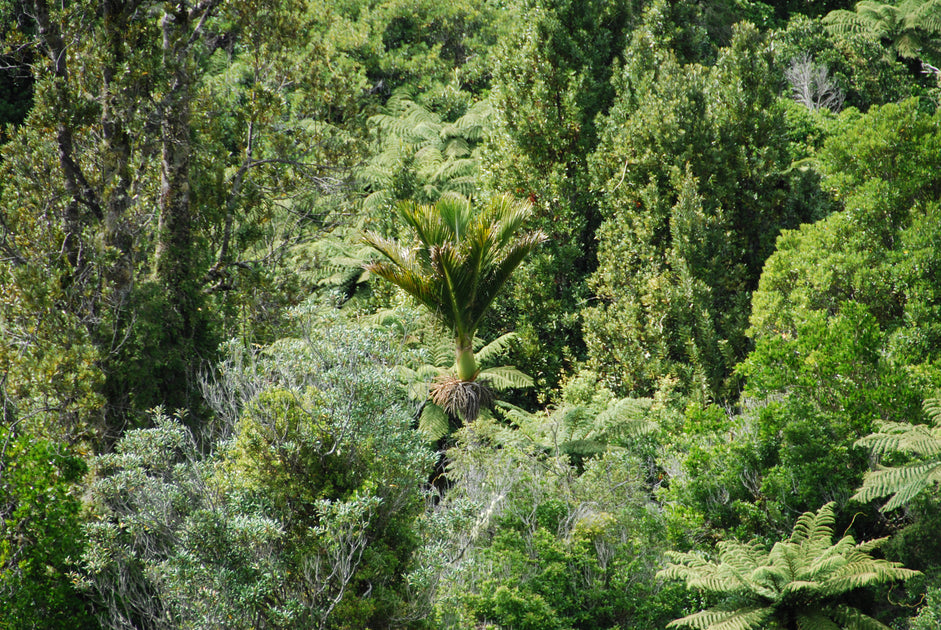 Trapping Possums in the Wild (Flipping Timmy) – Enviro Tools